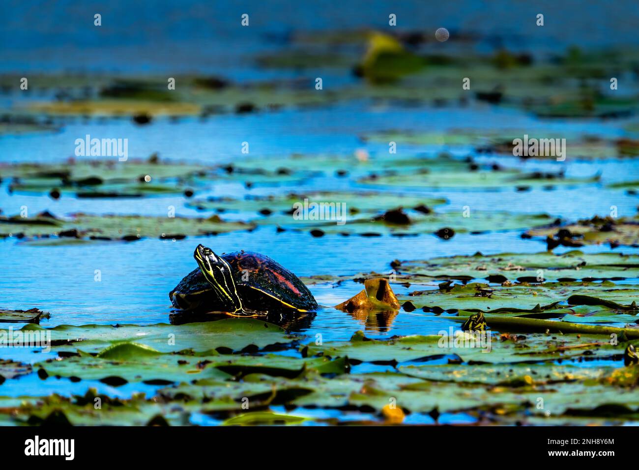 Eastern painted turtles hi-res stock photography and images - Alamy