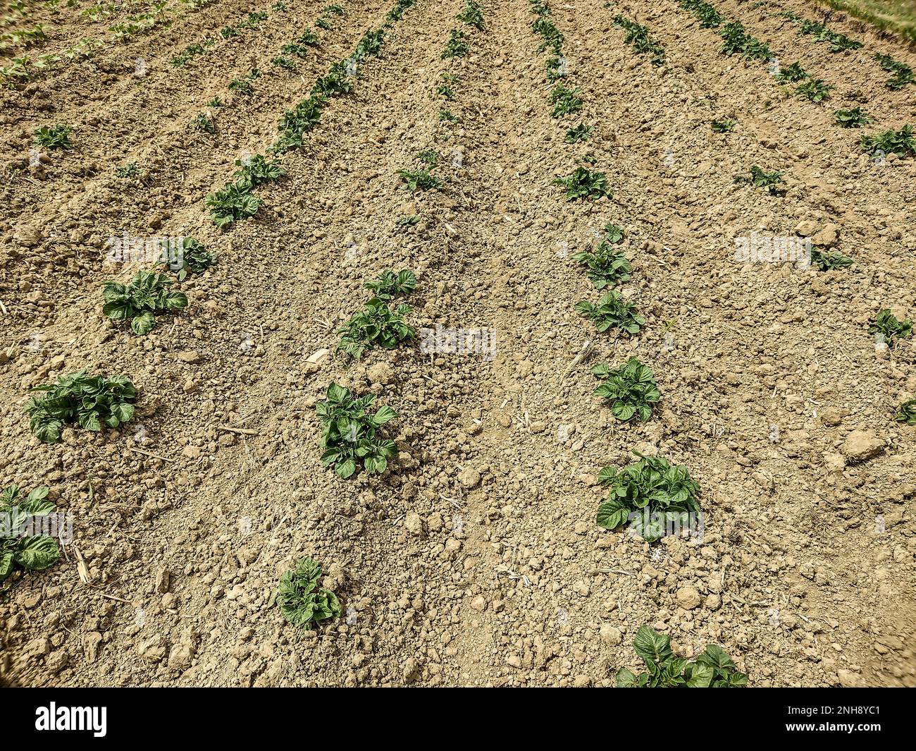 potato plants in the ground in Romania Stock Photo - Alamy