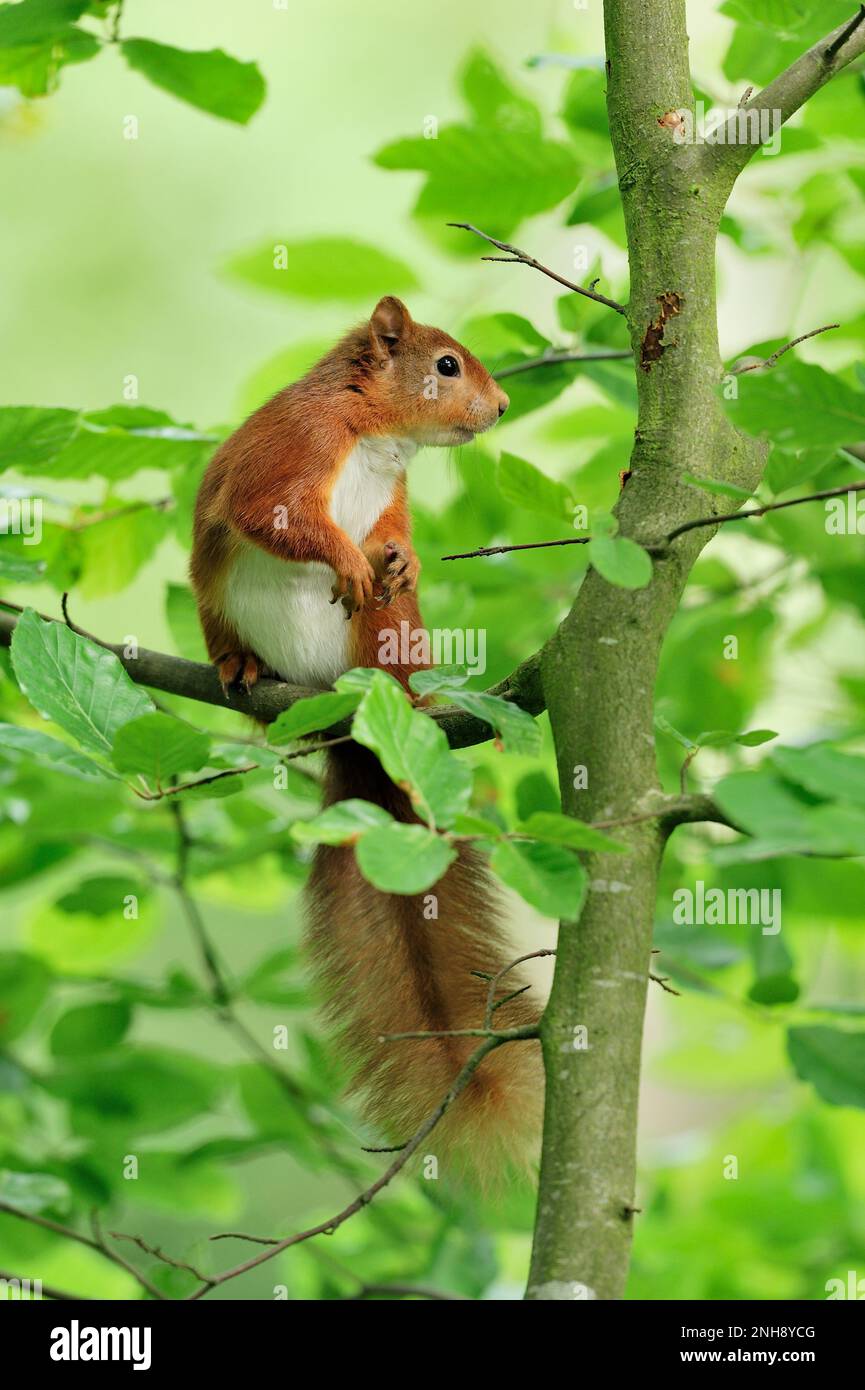 Upright deciduous tree hi-res stock photography and images - Alamy