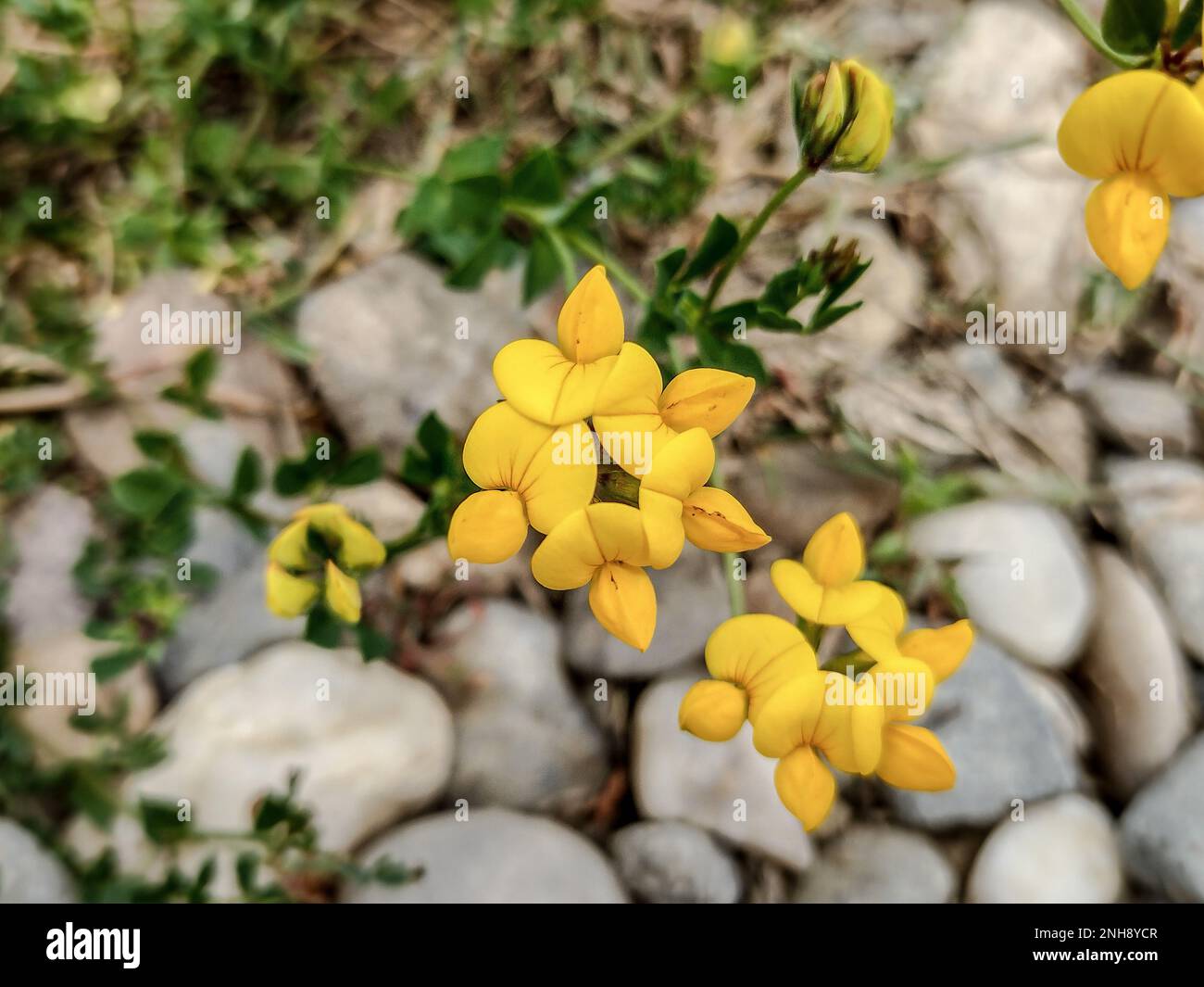 Bird's-foot Trefoil (Lotus corniculatus) flower in Maramures, Romania ...