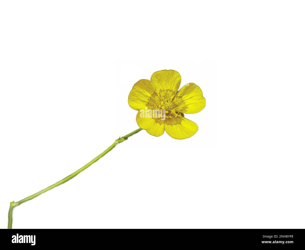 Meadow Buttercup (Ranunculus acris) flower isolated on white Stock ...