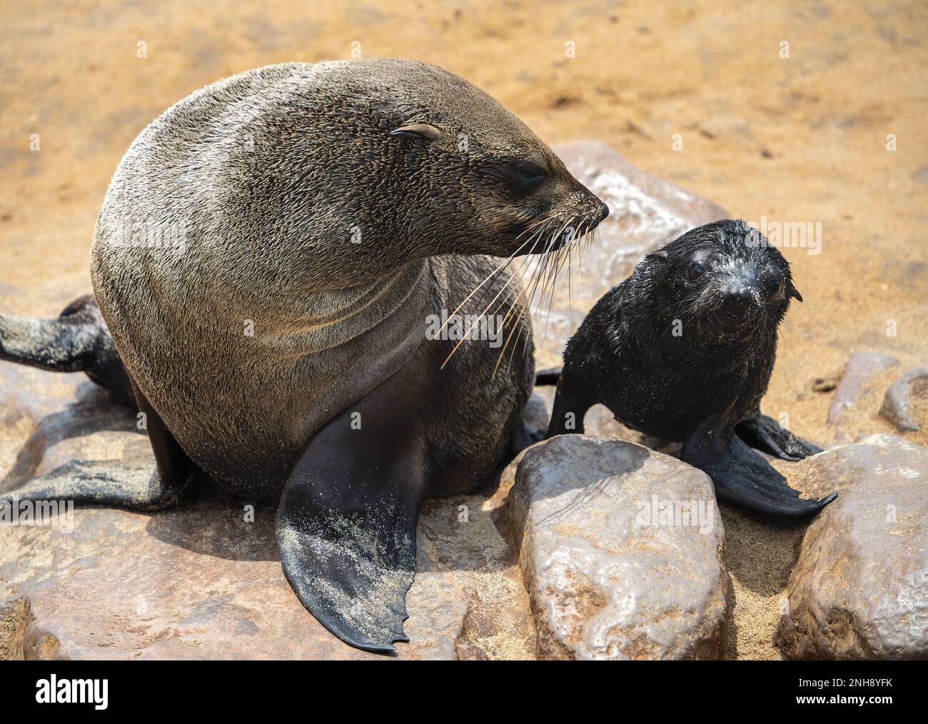 Cape Cross Seal Colony, Namibia Stock Photo - Alamy