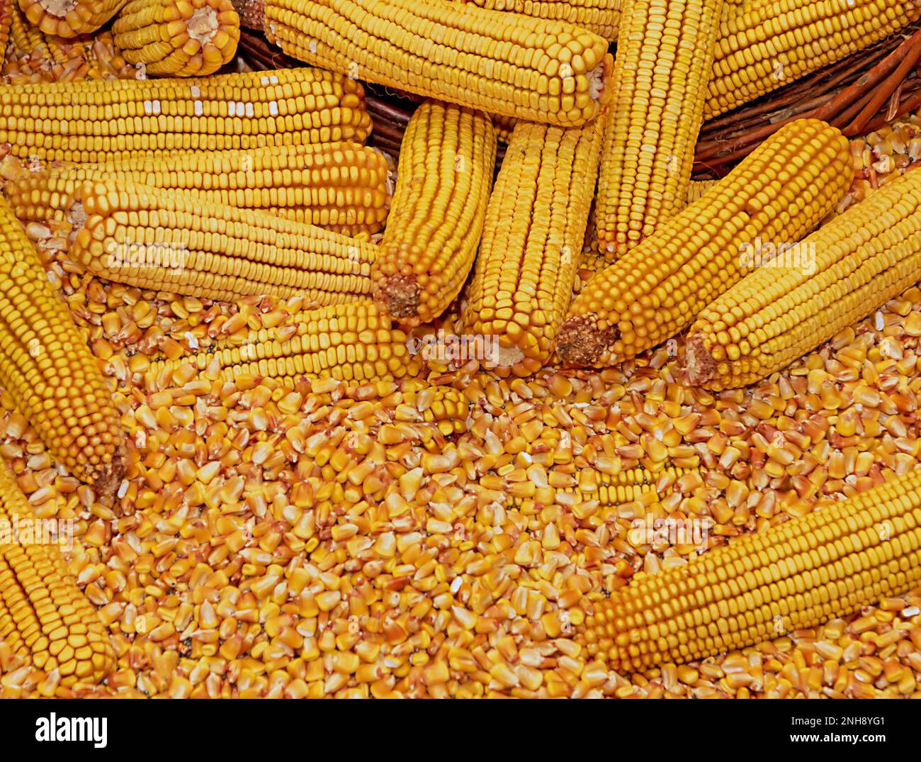 Pile of corn kernels hi-res stock photography and images - Alamy