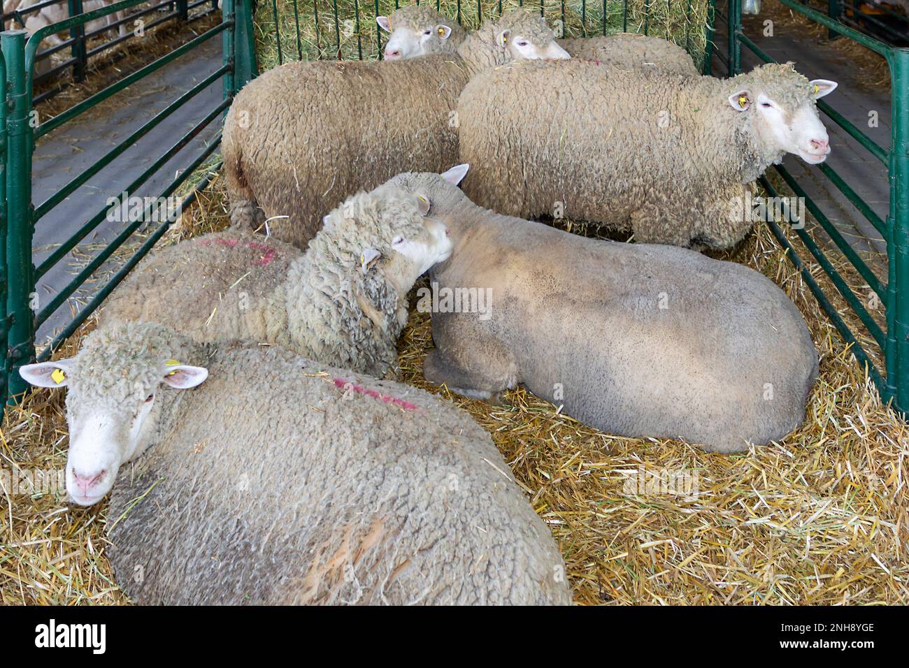 Domesticated sheep hi-res stock photography and images - Alamy