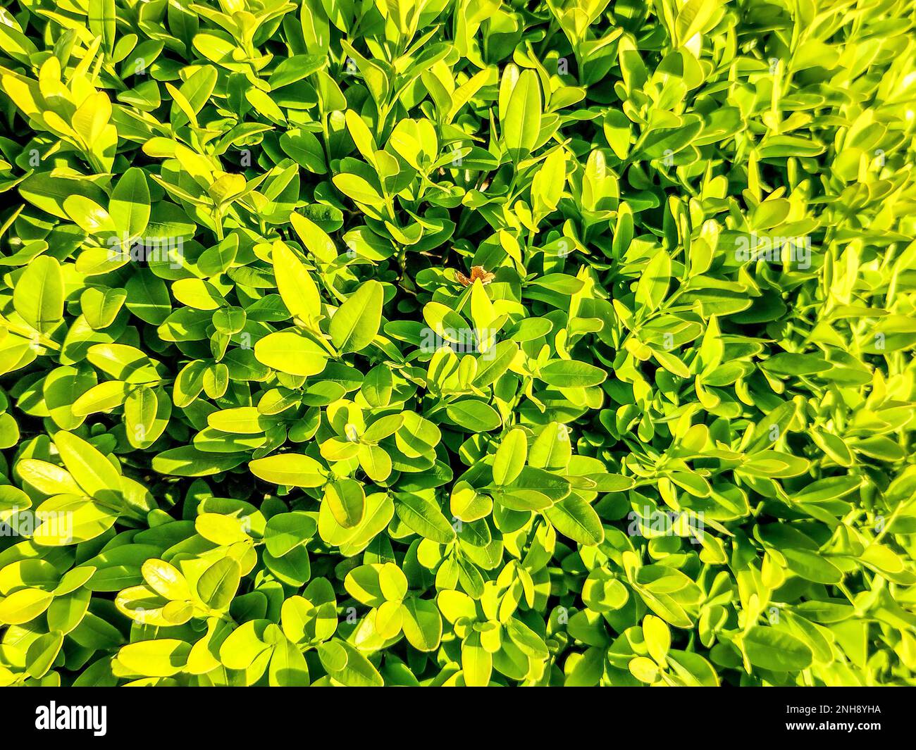 Buxus sempervirens plant - closeup view Stock Photo - Alamy