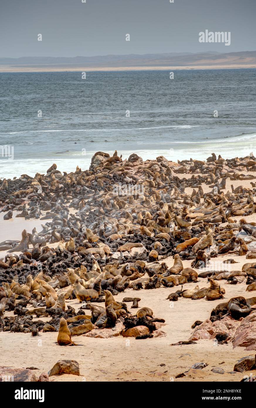 Cape Cross Seal Colony, Namibia Stock Photo - Alamy
