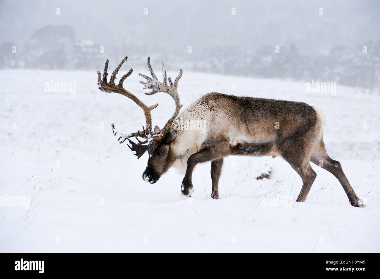 Reindeer (Rangifer tarandus) bull in snow, Cairngorms Reindeer Herd ...