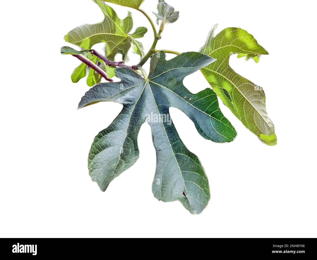 Edible fig (Ficus carica) leaves - closeup Stock Photo - Alamy