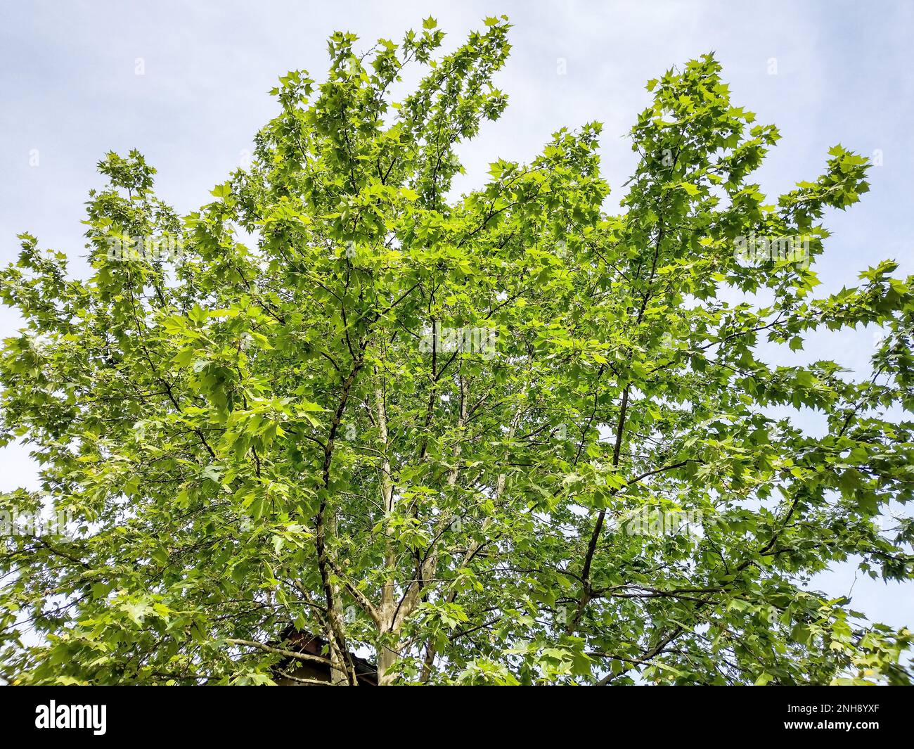 green maple tree in the spring - Baia Mare, Romania Stock Photo - Alamy