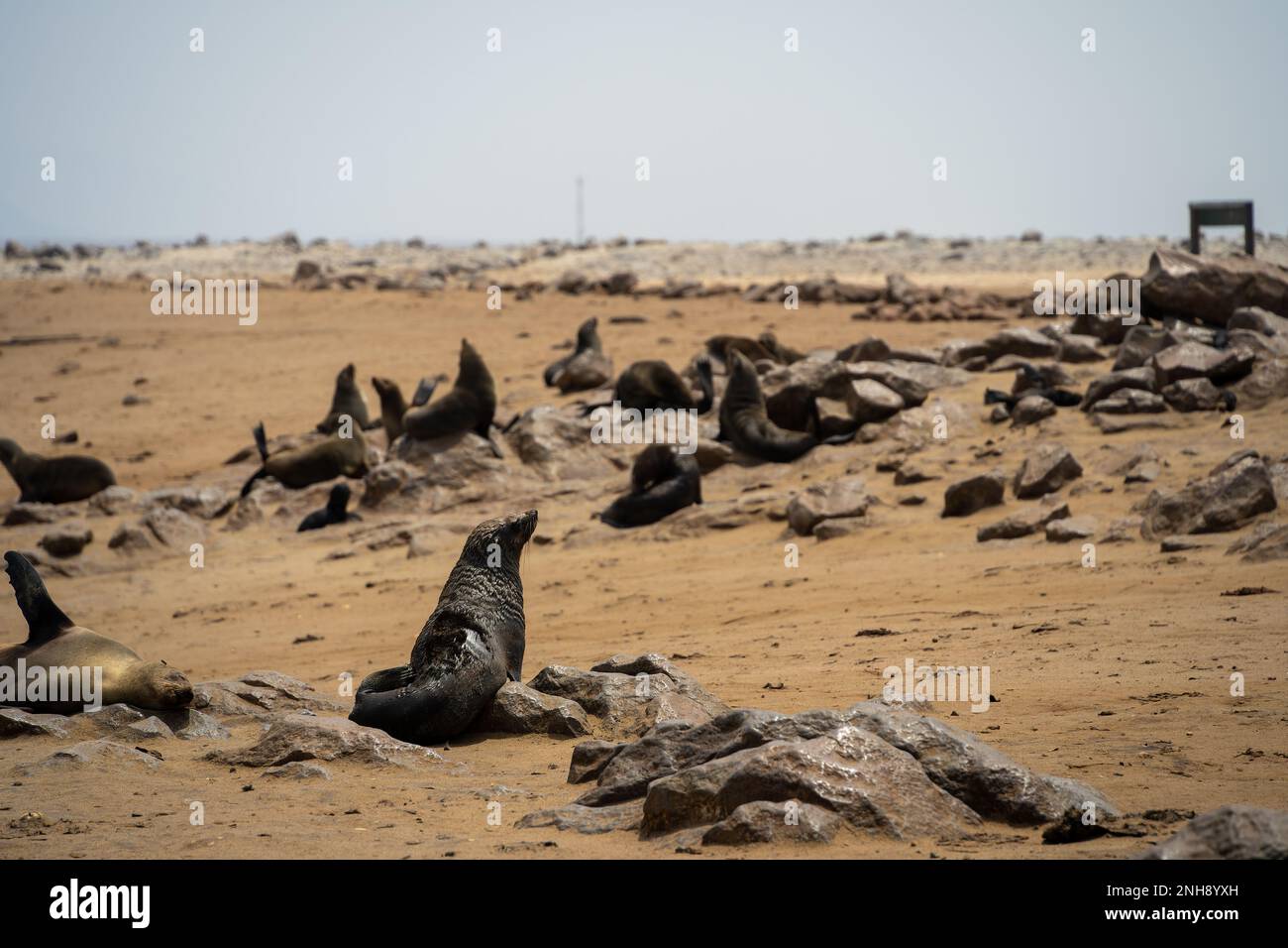 Cape Cross Seal Colony, Namibia Stock Photo - Alamy