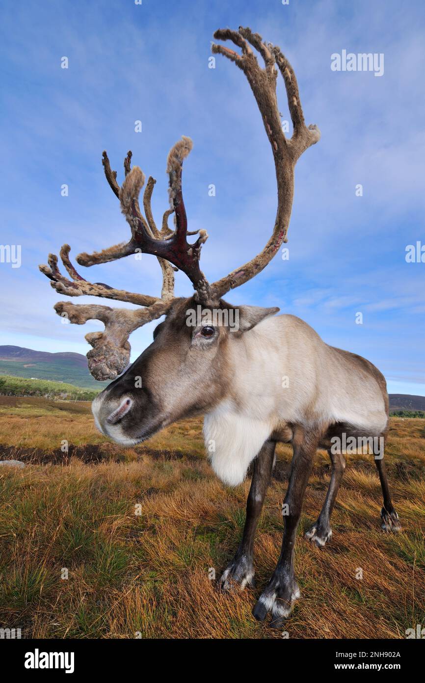 Reindeer (Rangifer tarandus) bull reindeer with antlers in velvet ...
