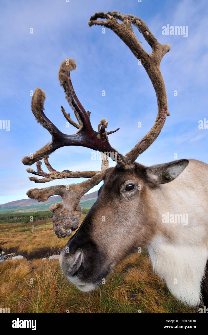Reindeer (Rangifer tarandus) bull reindeer with antlers in velvet ...