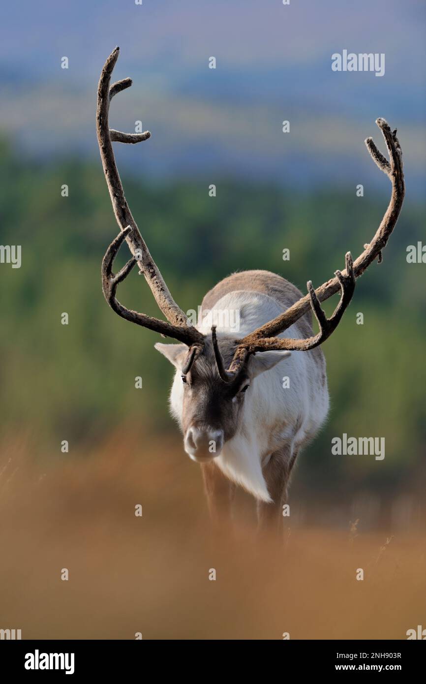 Reindeer (Rangifer tarandus) bull reindeer with antlers in velvet ...