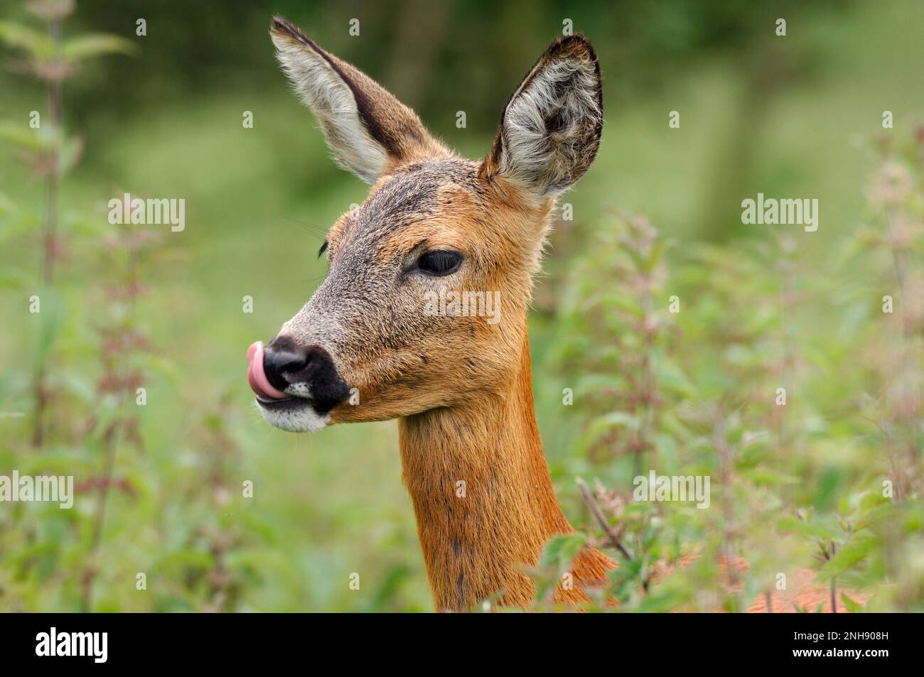 Female roe deer hi-res stock photography and images - Alamy