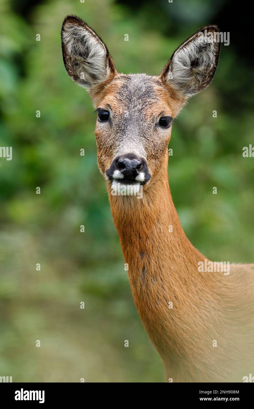 Female Roe Deer (Capreolus capreolus), captive, Fife, Scotland, July ...