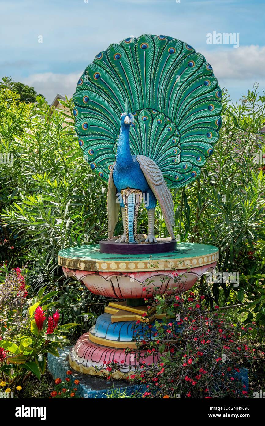 Peacock at Hindu Temple near St Denis, Reunion Stock Photo - Alamy