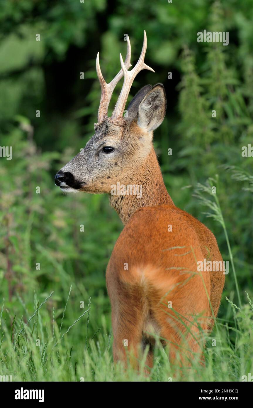 Native animals of scotland hi-res stock photography and images - Alamy