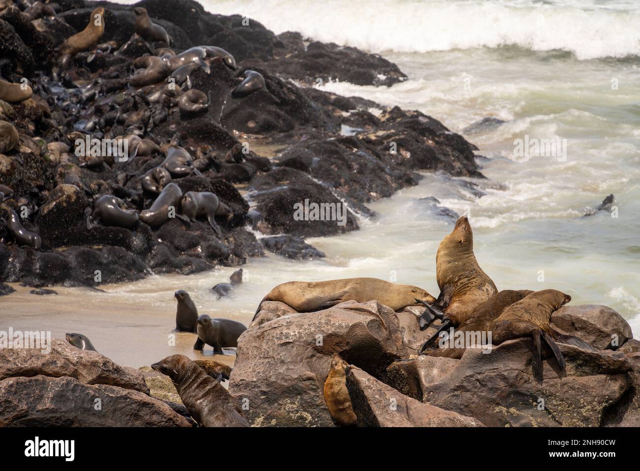 Cape Cross Seal Colony, Namibia Stock Photo - Alamy