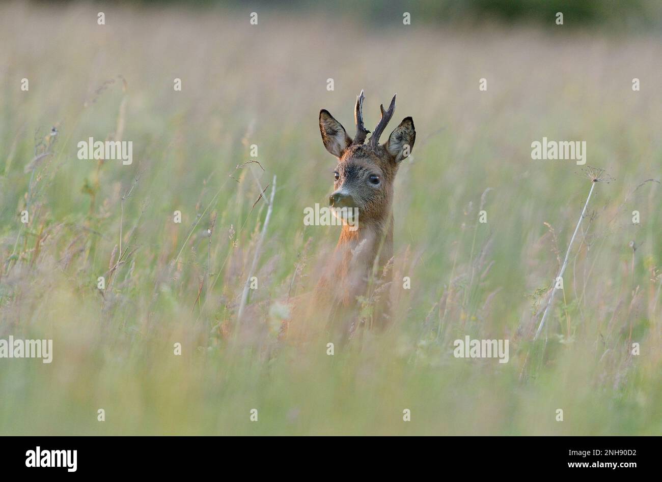 Roe deer male early summer uk hi-res stock photography and images - Alamy