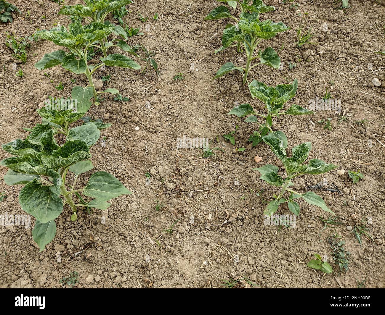 sunflower plants in the ground - agriculture Stock Photo - Alamy