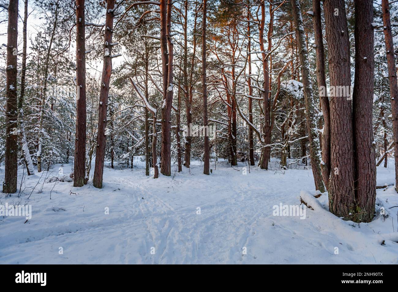 Frosty winter landscape in snowy forest.The Lielupe river, Nature Park ...