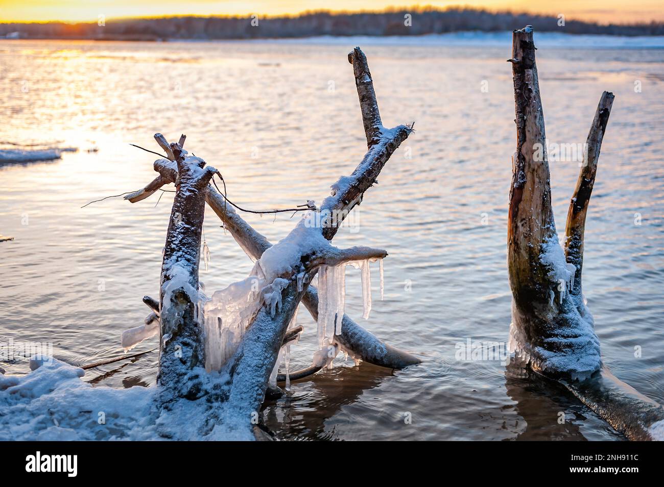 Snow-covered branches of a tree sticking out of the river in winter ...