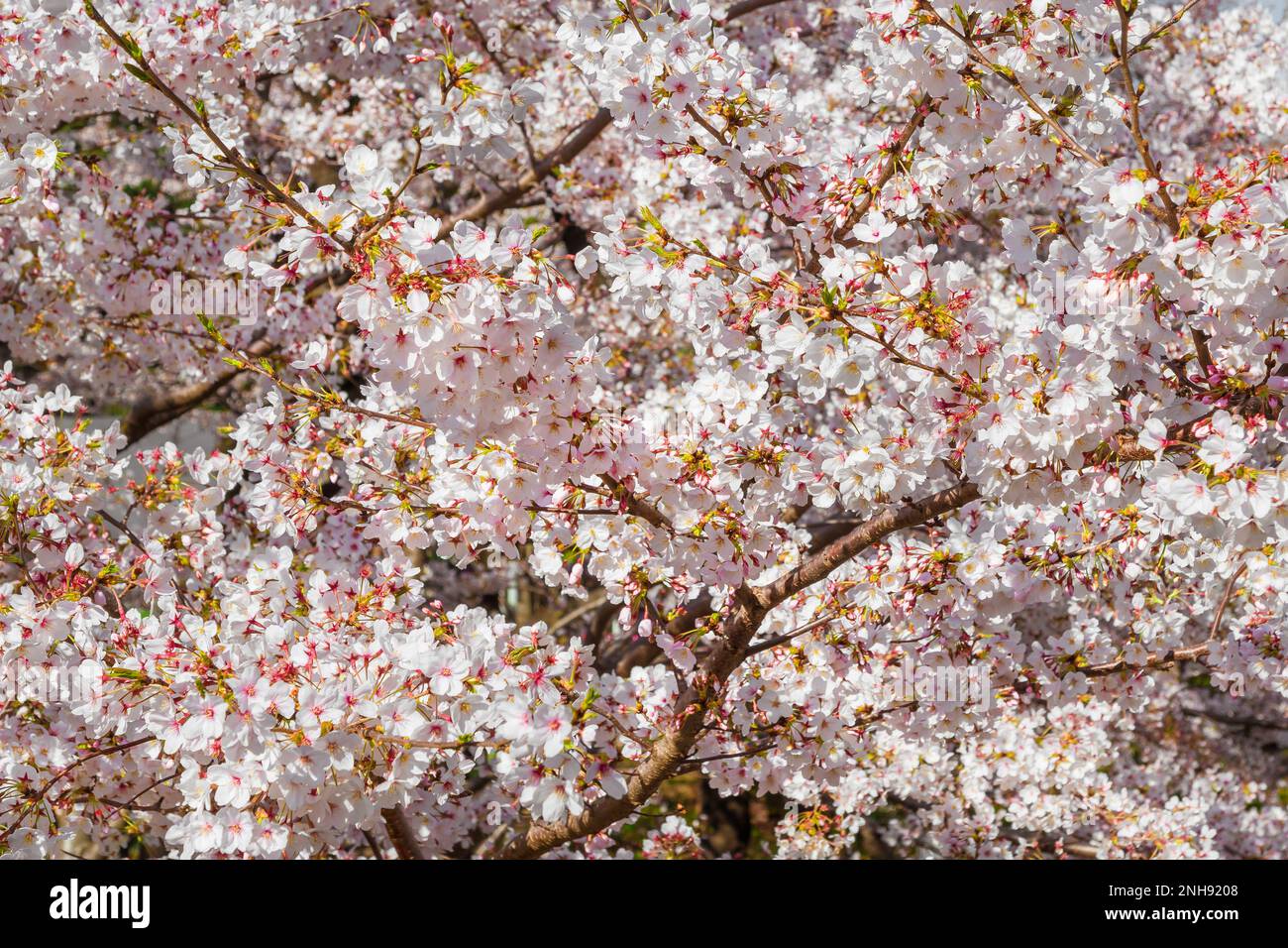 Spring in Japan. Sakura, the famous cherry blossom as background Stock ...