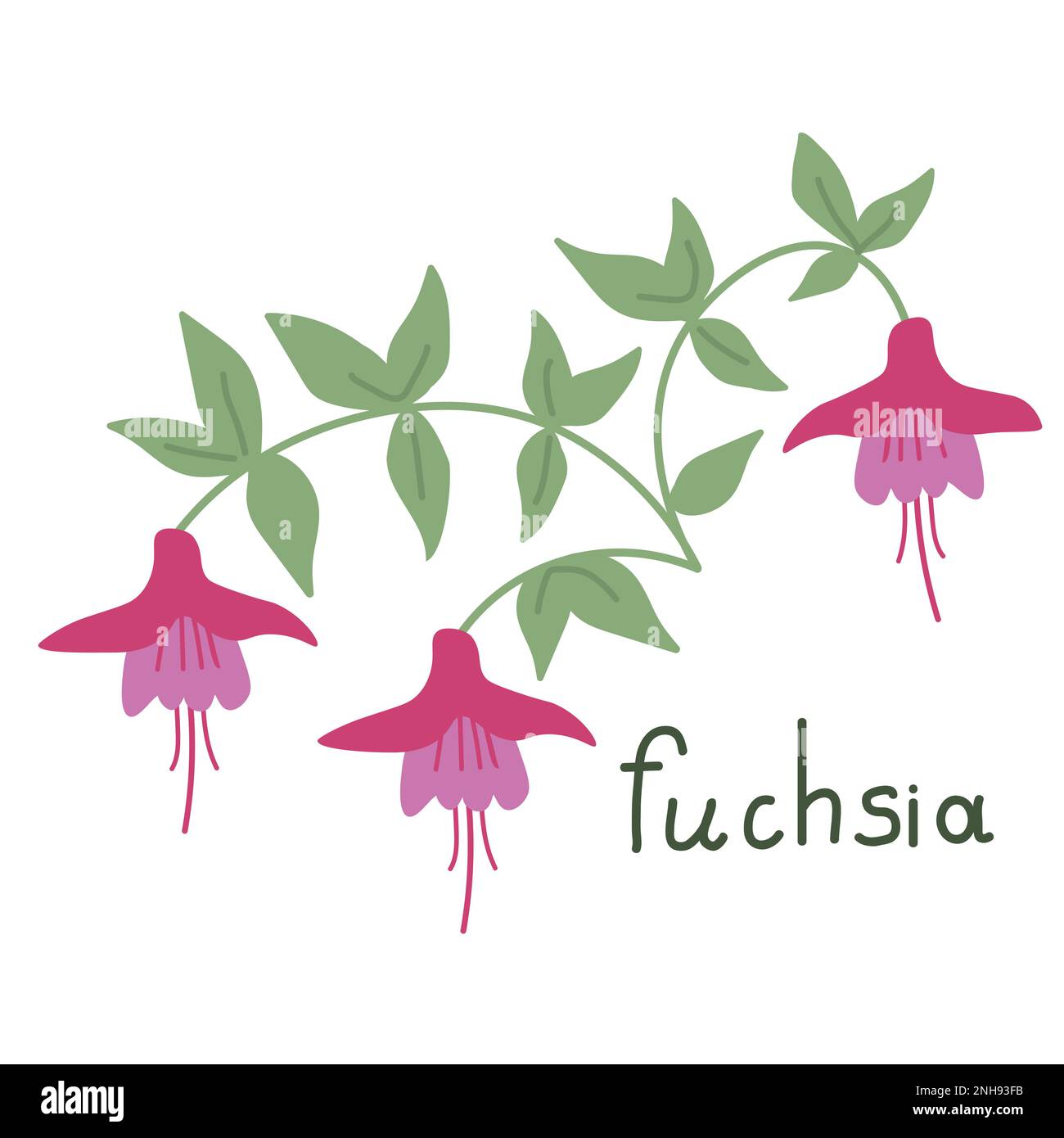 Pink fuchsia simple vector illustration Stock Vector Image & Art - Alamy