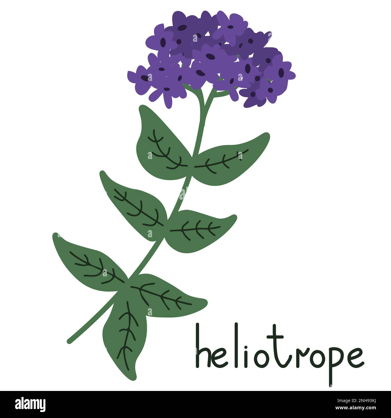 Heliotrope flower Stock Vector Images - Alamy