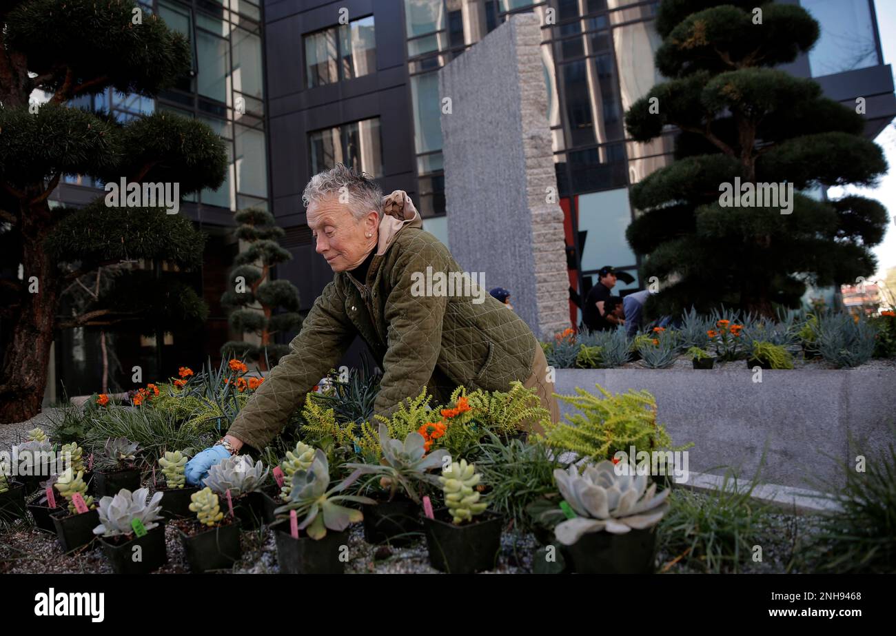 Replanting the art installation "Promised Land" by artist Topher ...