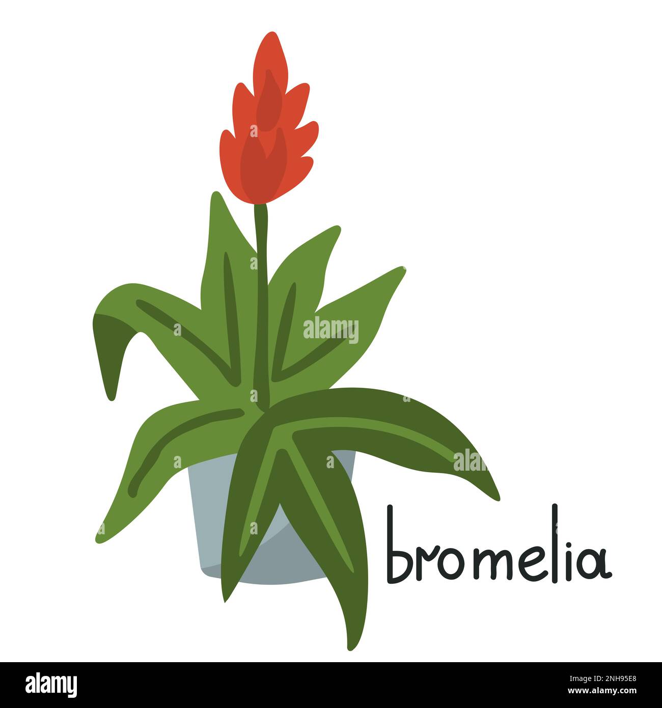 Bromelia vector vectors hi-res stock photography and images - Alamy