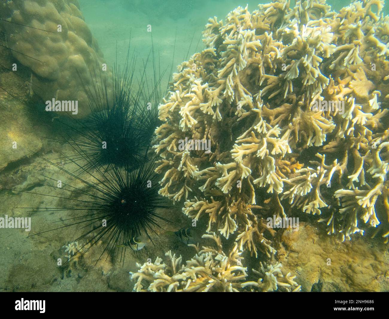 Coral and Black Sea Urchins off Beach at Natiora, Nosy Nato, Madagascar ...