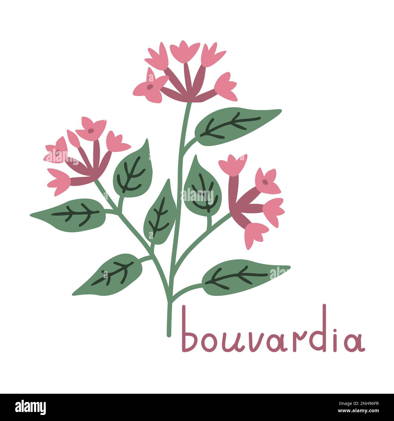 Bouvardia flowers Cut Out Stock Images & Pictures - Alamy
