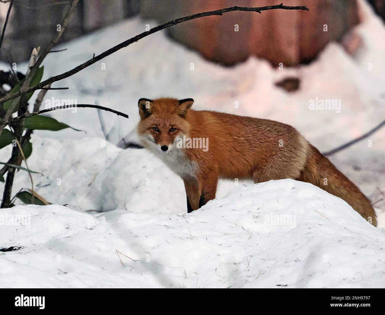 An Ezo red fox is pictured in Obihiro City, Hokkaido Prefecture on Jan ...