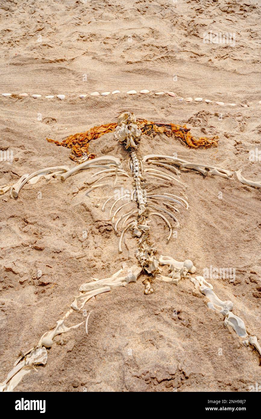 Skeleton Coast, Namibia Stock Photo - Alamy