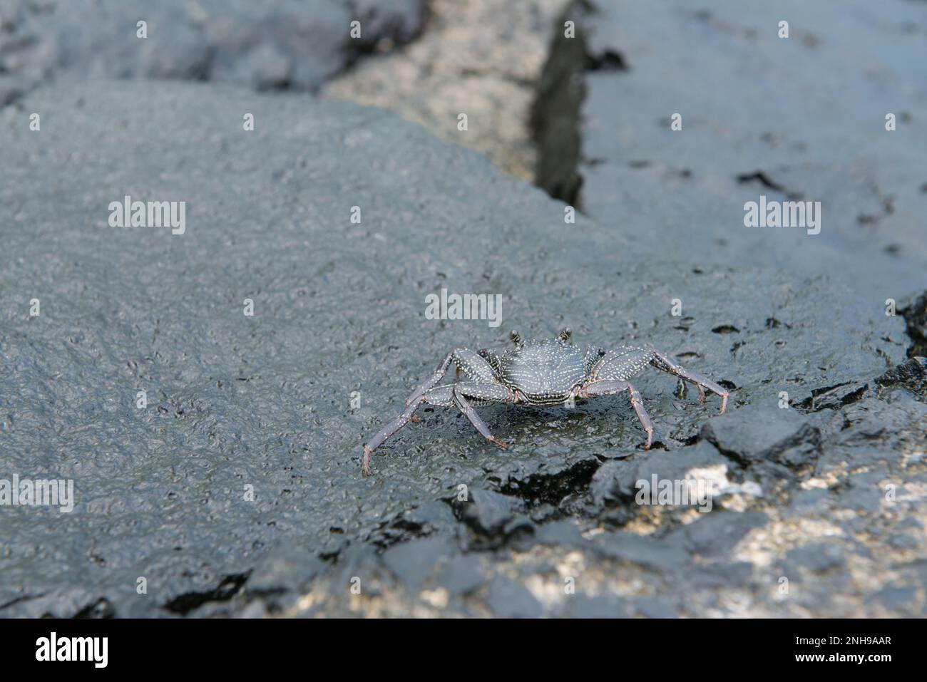 A black thin-shelled rock crab scampers among the rocks of the beach ...