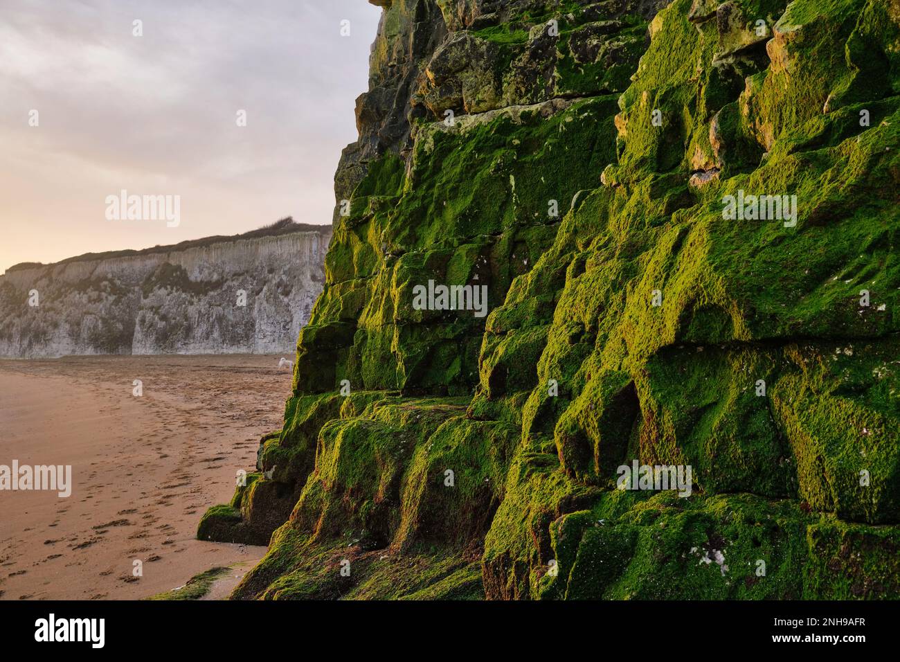 Moss covered cliff face in Botany Bay at dawn, Broadstairs, Kent Stock ...