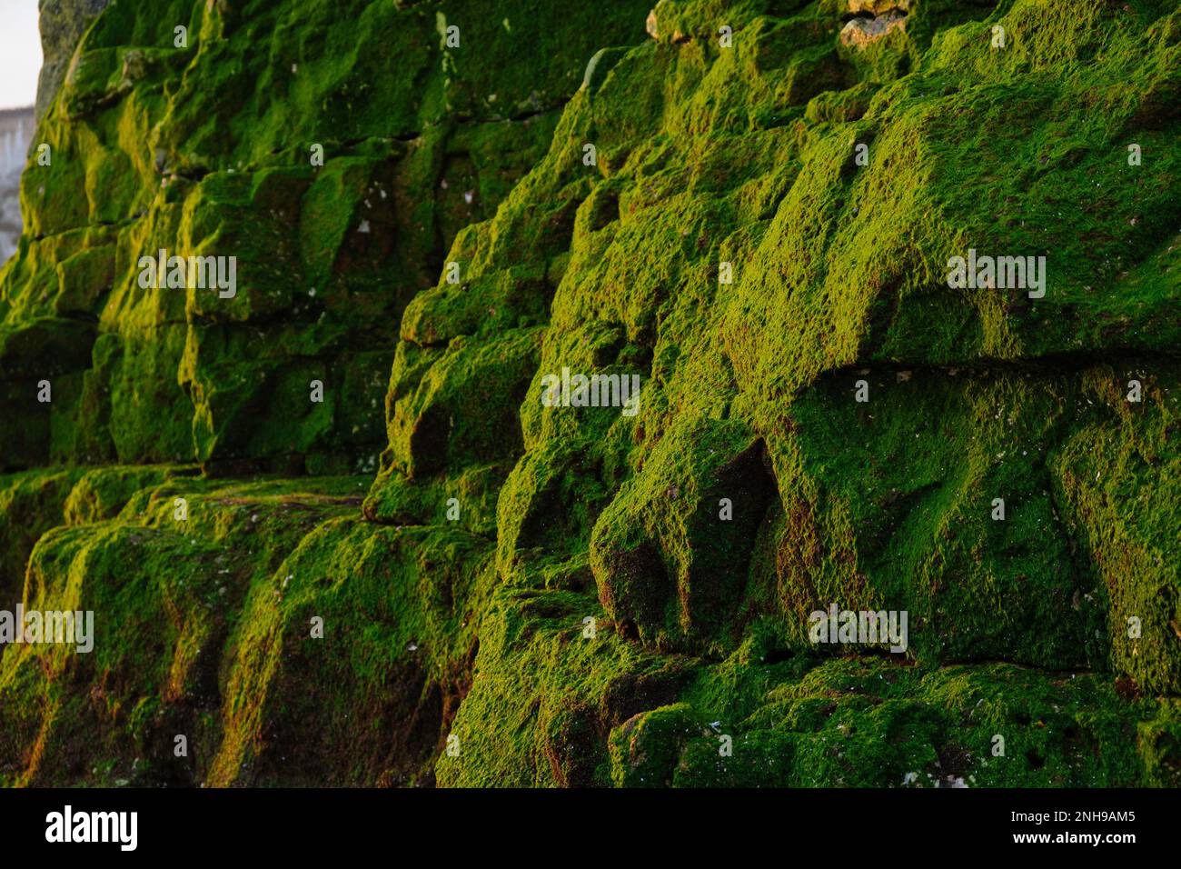 Moss covered cliff face in Botany Bay, Broadstairs, Kent Stock Photo ...
