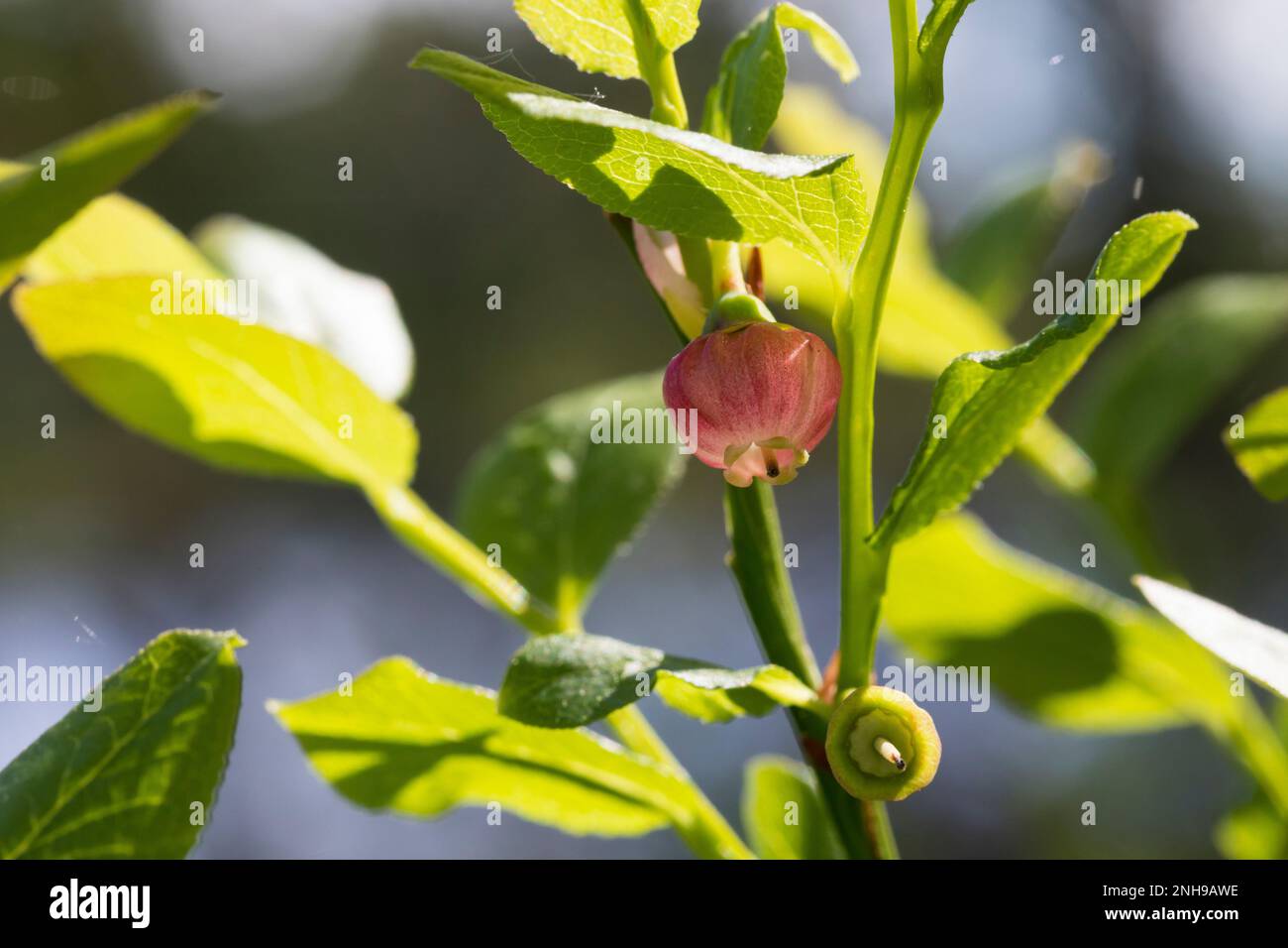 Blaubeere, Blau-Beere, Heidelbeere, Heidel-Beere, Blüten, blühend ...