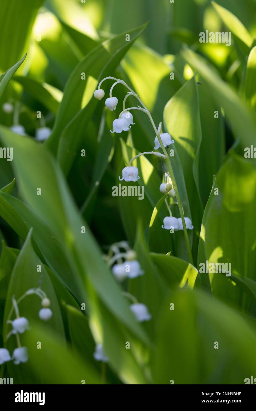 Gewohnliches maiglockchen hi-res stock photography and images - Alamy