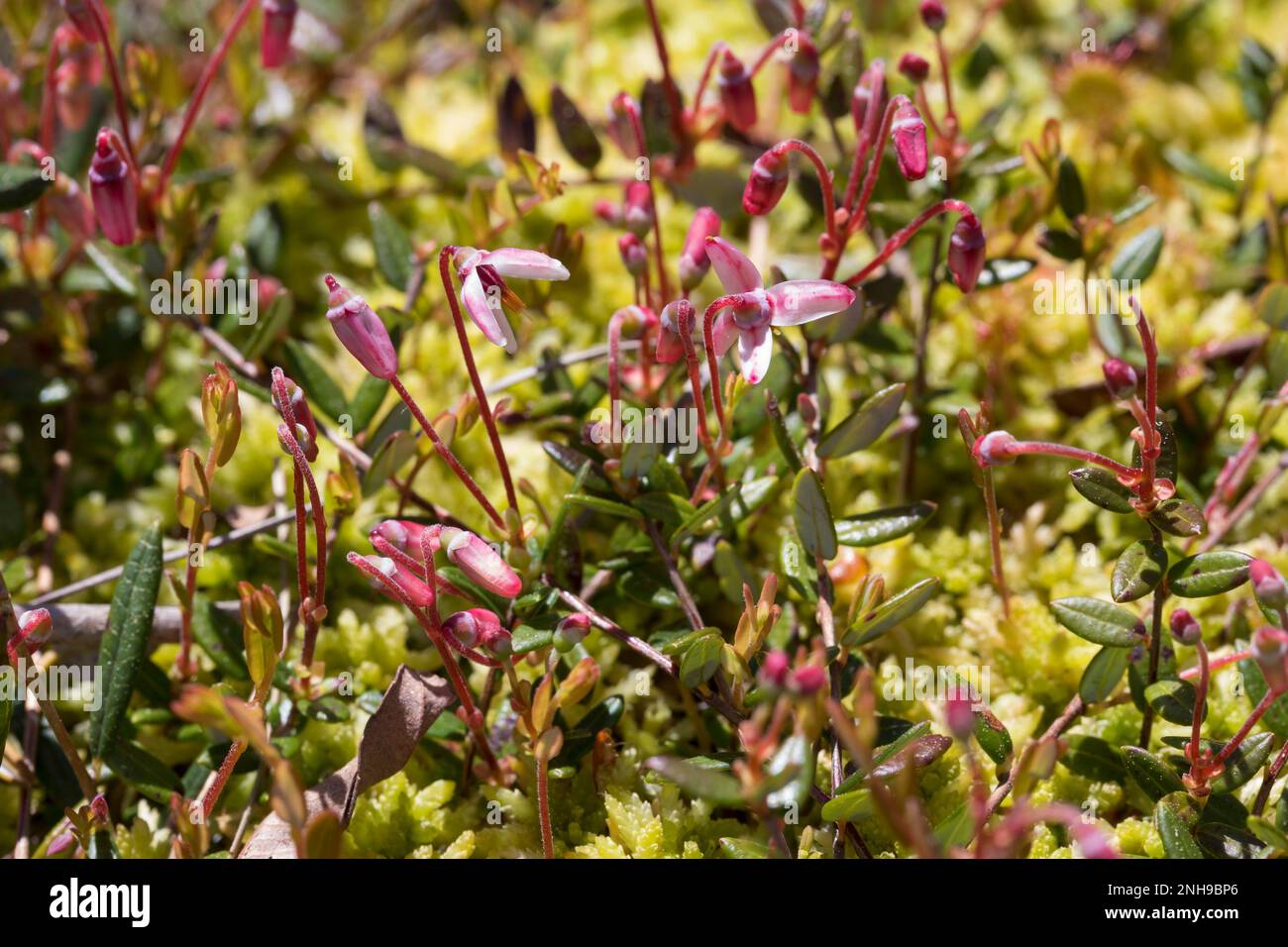 Canneberge a gros fruits hi-res stock photography and images - Alamy