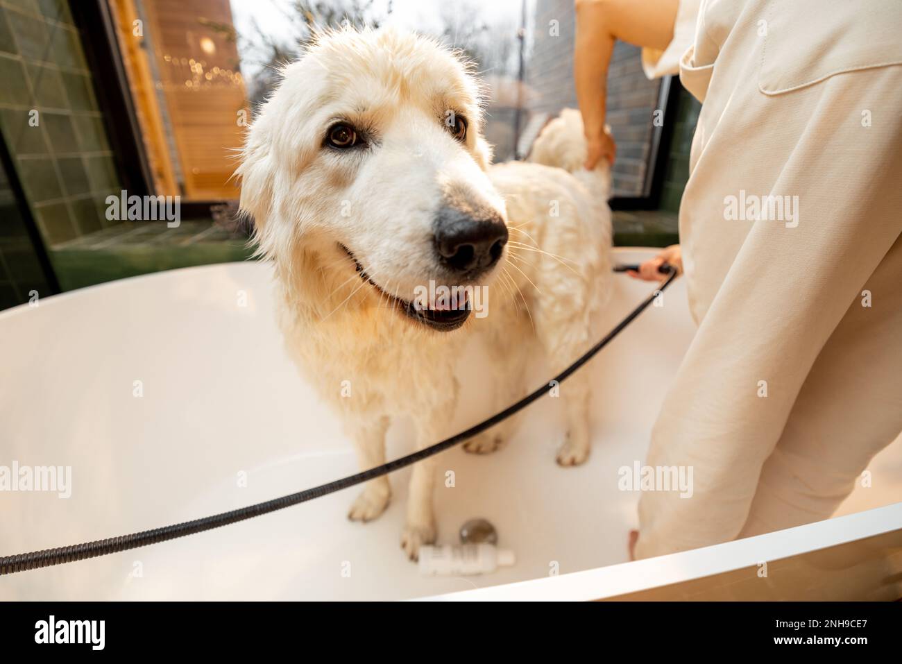 Dog washing shower dogs hi-res stock photography and images - Alamy