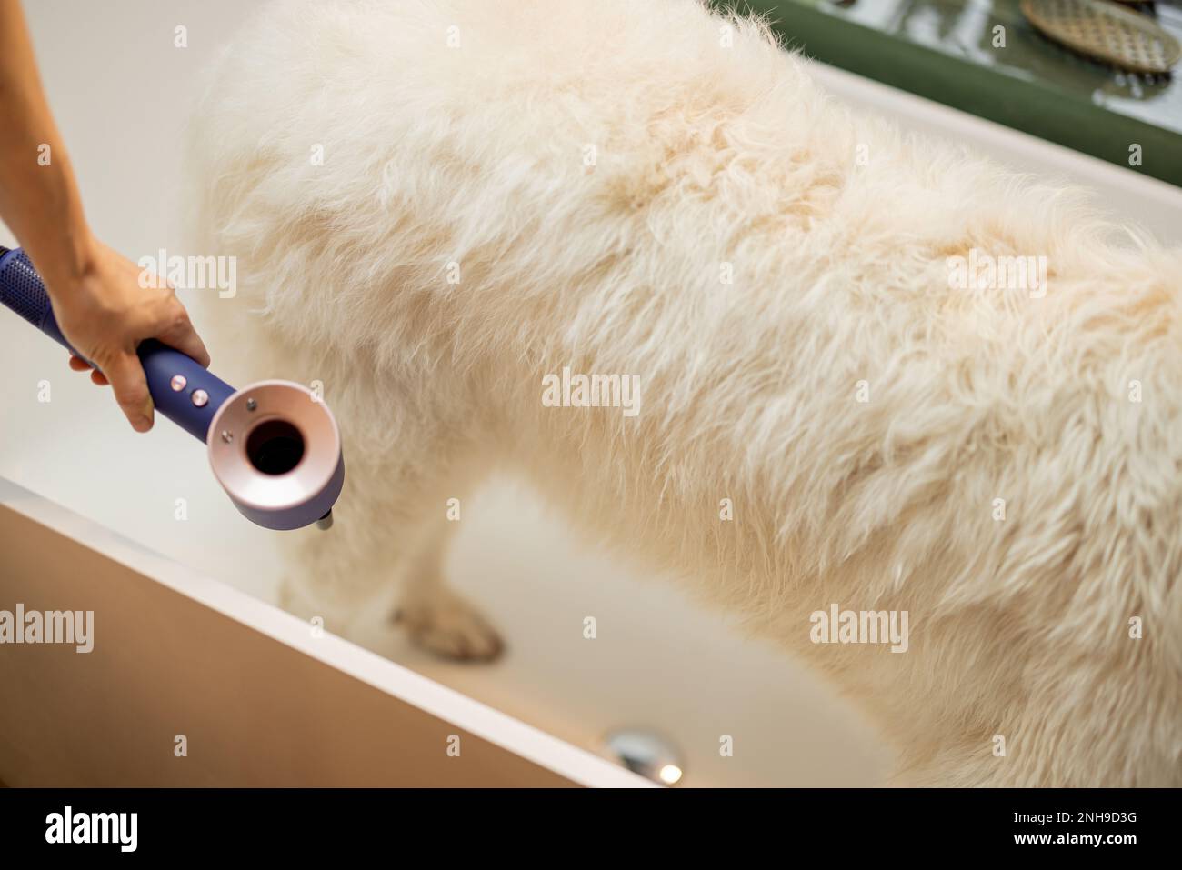 Close up hand drying dog hi-res stock photography and images - Alamy