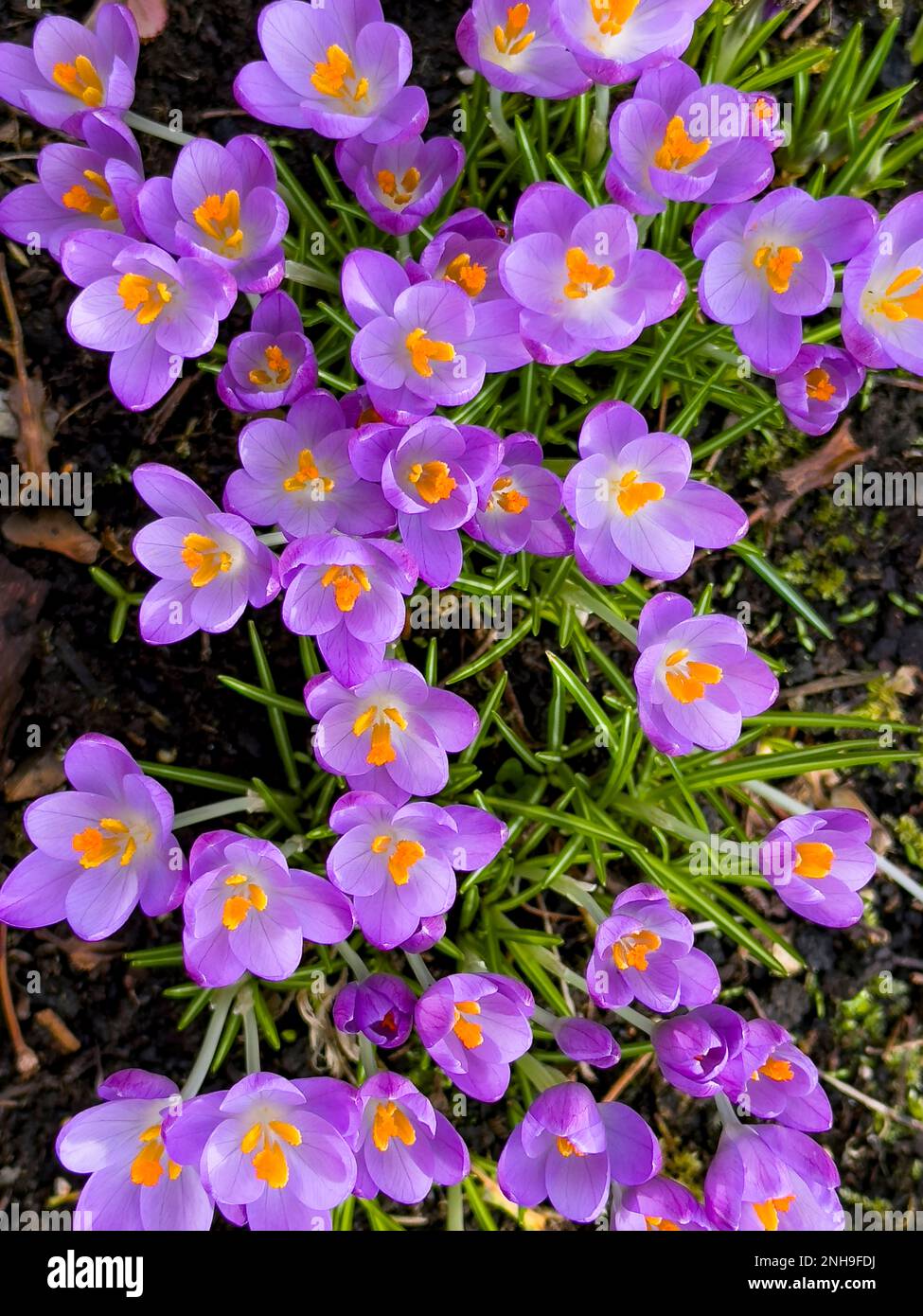 Early Crocus, Crocus Tommasinianus, flowering in garden setting Stock ...