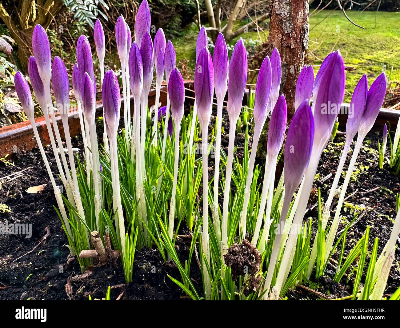 Early Crocus, Crocus Tommasinianus, flowering in garden setting Stock ...