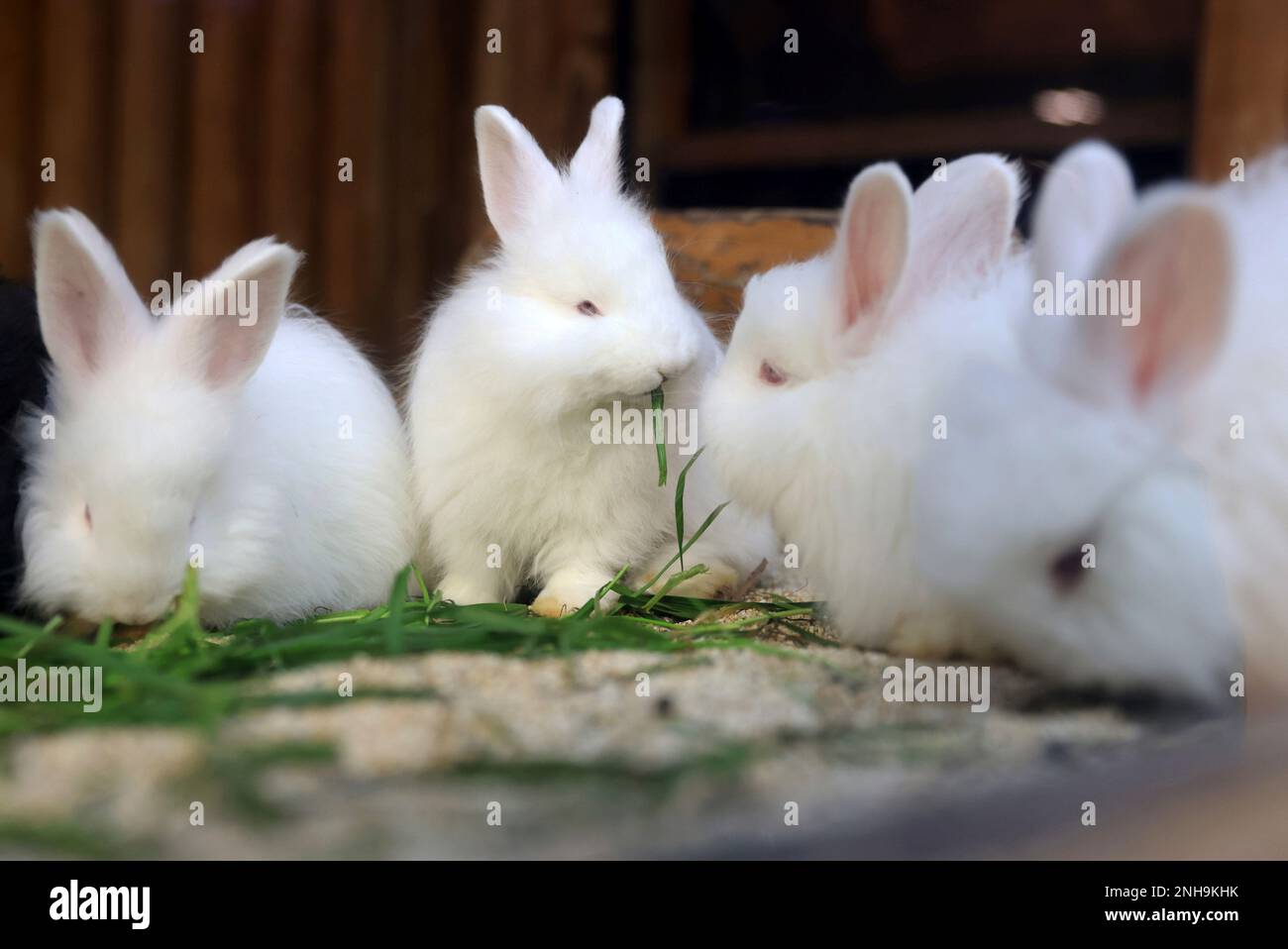 Baby English Angora