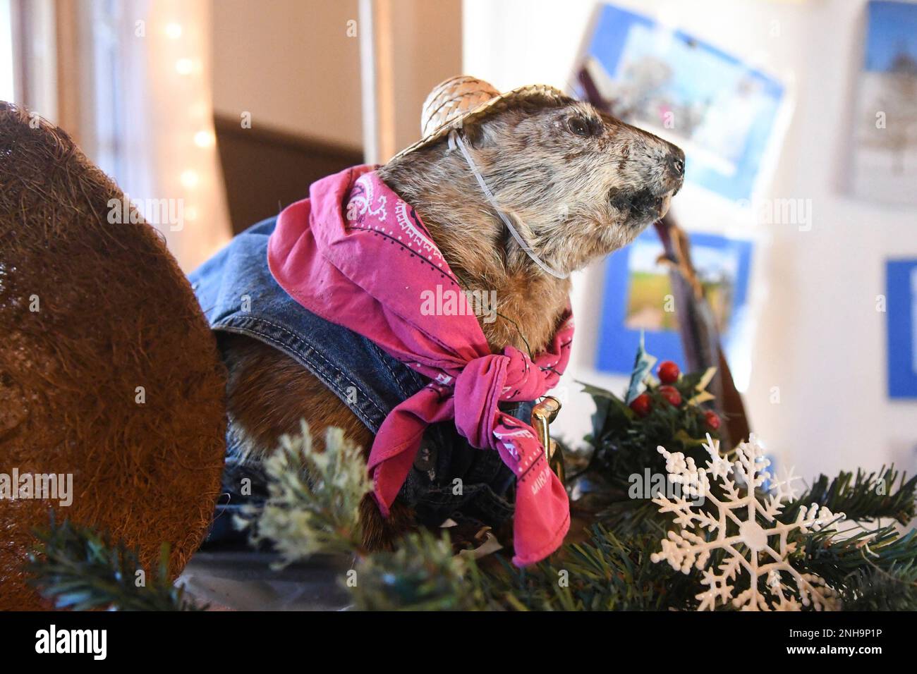 Grover the Groundhog is seen during his his 17th annual seasonal ...