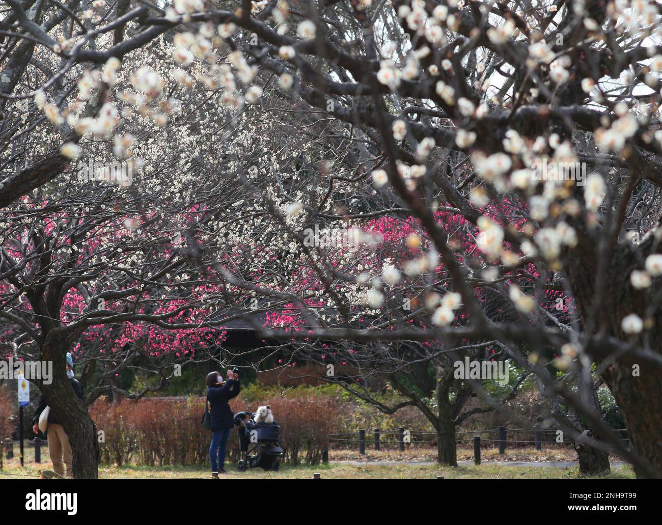 Flowers of Japanese apricot (Prunus mume / Ume in Japanese) are in full ...