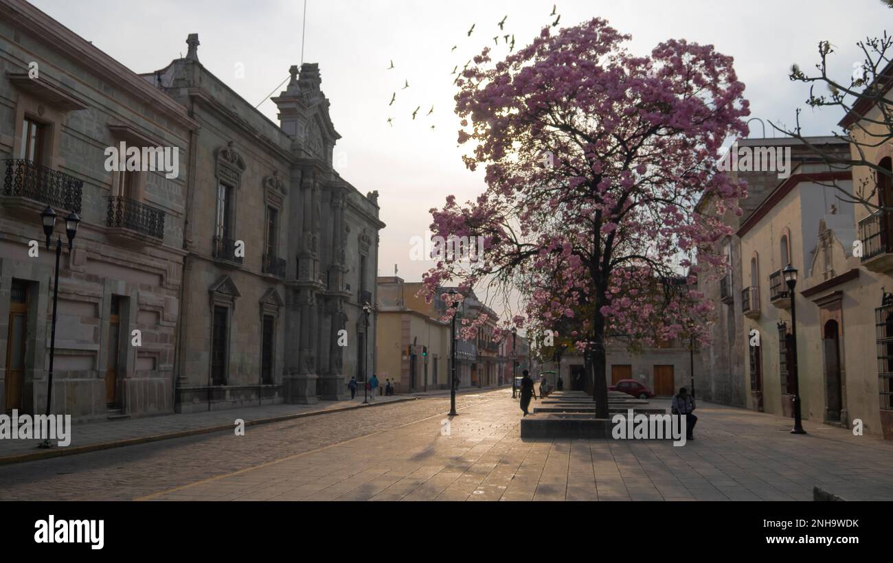 Historic oaxaca center city hi-res stock photography and images - Alamy