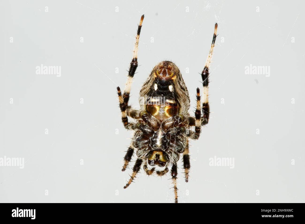 Barn spider portrait Stock Photo - Alamy